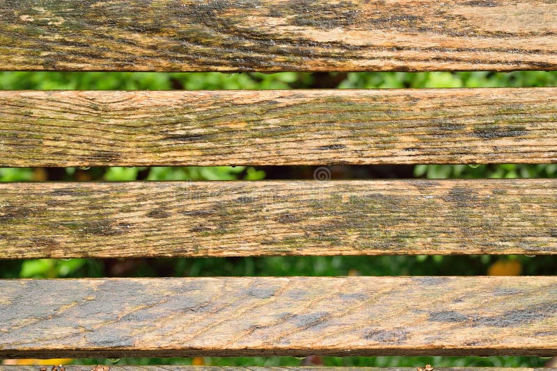 Background Texture Wet Wooden Bench Stock Photo - Image of bench, plant ...