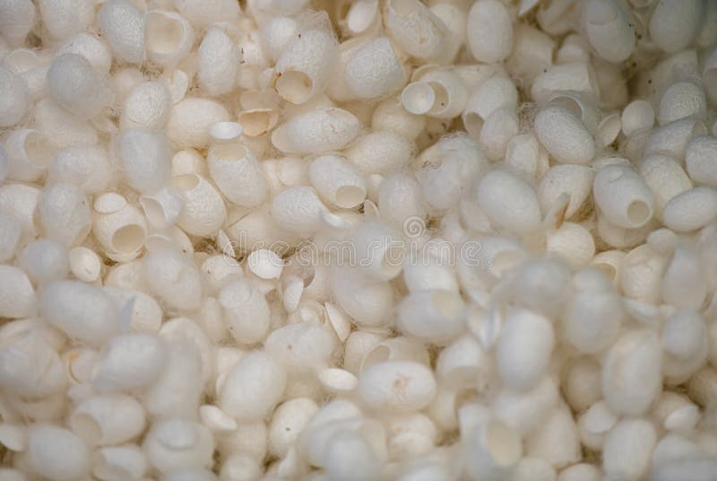 White Cocoon, Display for Show and Prepare for Boiling Stock ...