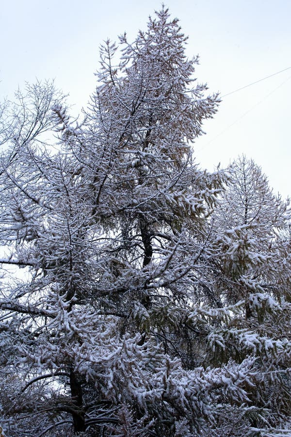 Snow on colored leaves. stock photo. Image of motion - 163381974