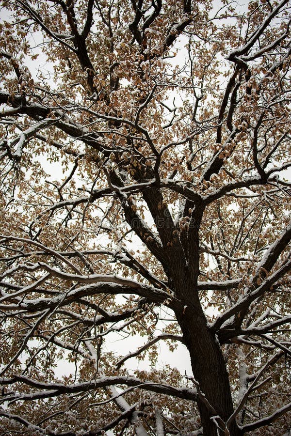 Snow on colored leaves. stock photo. Image of snow, texture - 163382050