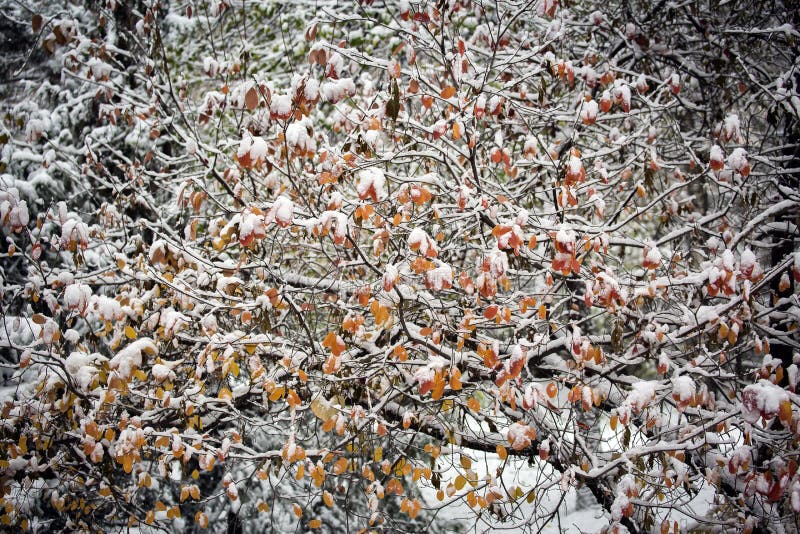 Snow on colored leaves. stock image. Image of natural - 163257615