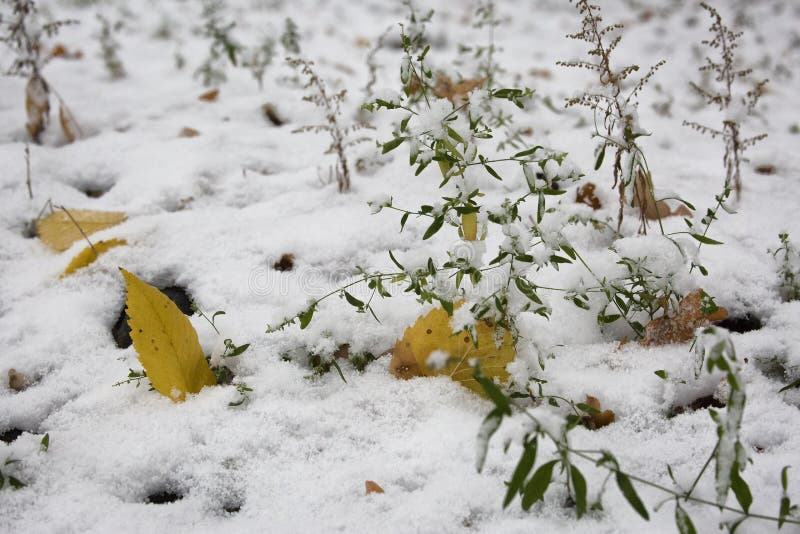 Snow on colored leaves. stock photo. Image of walk, colored - 163377942