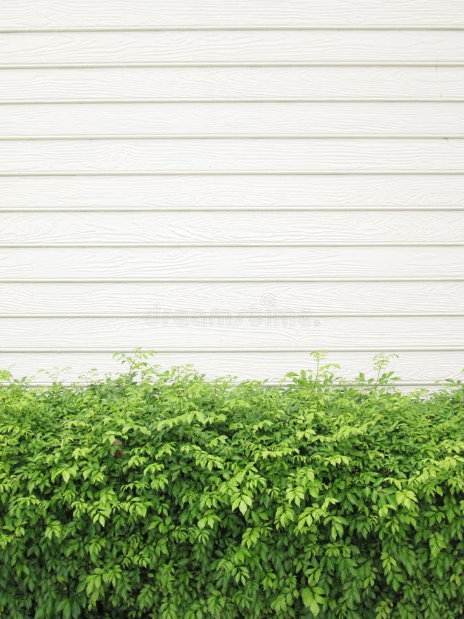 Background Texture White Wall Parallel Horizontal Lines Green Plants ...