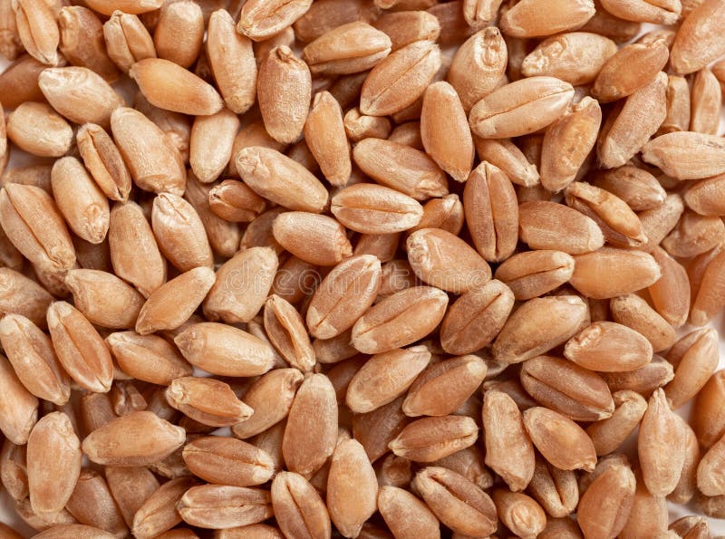Organic Hard Red Spring Wheat Kernels Spread Out, Close Up. Stock Image ...