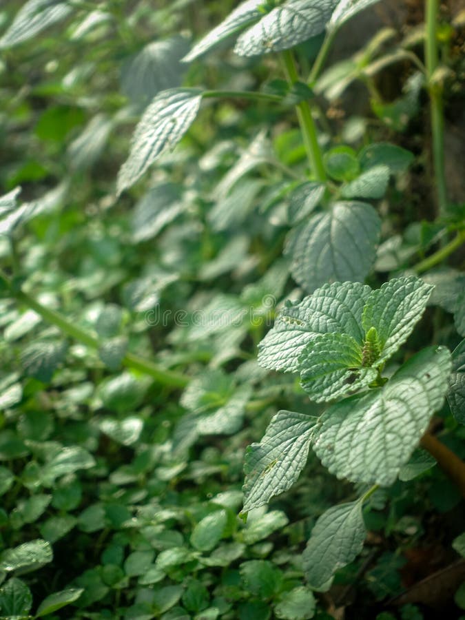 Background Texture of Wild Green Leaf in the Garden . Stock Photo ...