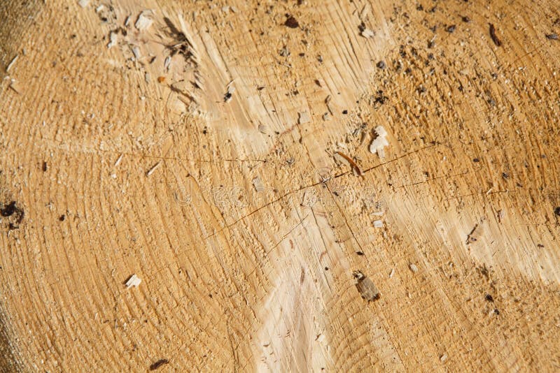 Background and Texture of Wood. Stock Photo - Image of material, plant ...