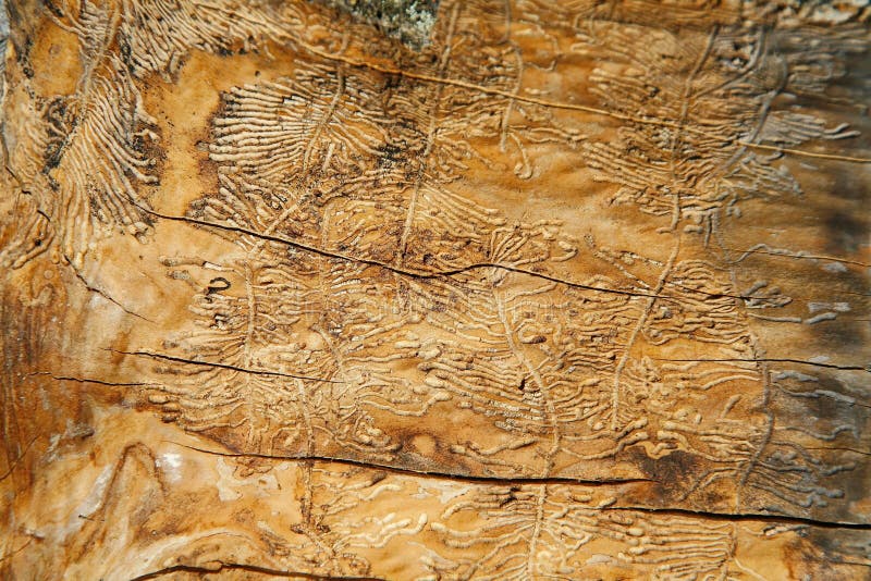 Background. the Texture of the Wood of the Trunk of a Tree Eaten by ...