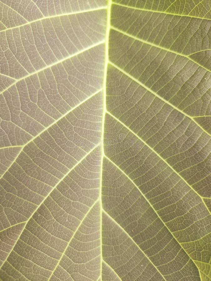 Background Texture of Young Teak Leaf Lines Stock Photo - Image of ...
