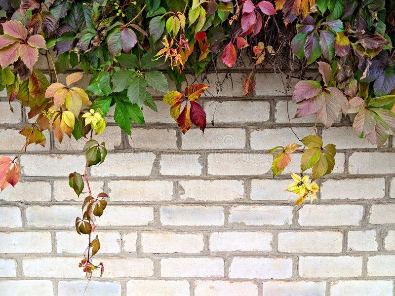 Background. Textured Light Brick Wall with Climbing Plants with Green ...