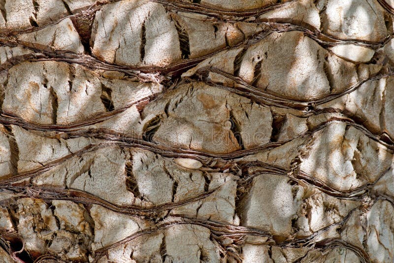 Date Palm Bark stock image. Image of tropical, date, fiber - 24017167