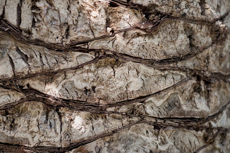 Date Palm Bark stock image. Image of tropical, date, fiber - 24017167