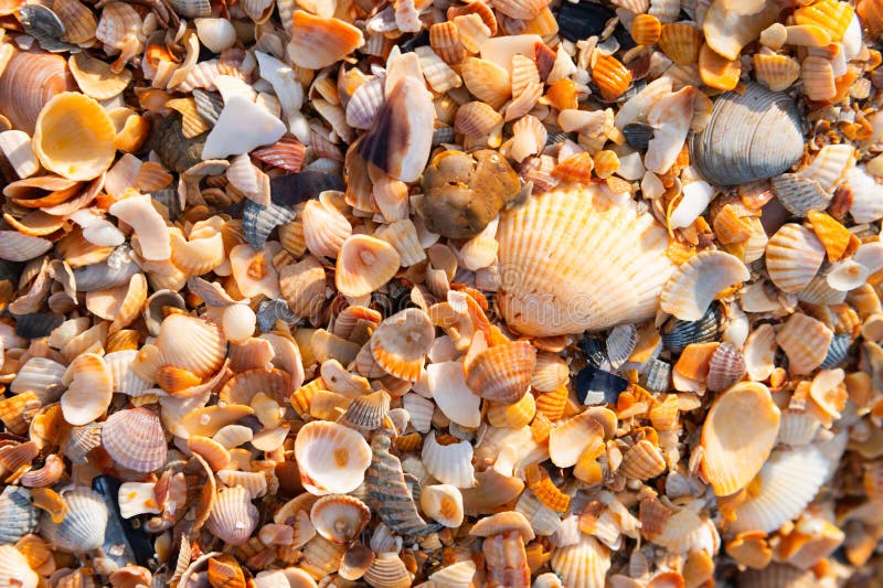 Background of Textured Shells of Different Sizes, Close-up from Above ...
