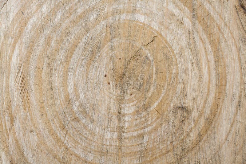 Background Textured Wood Grain Cut the Trunk of Tree Stock Image ...