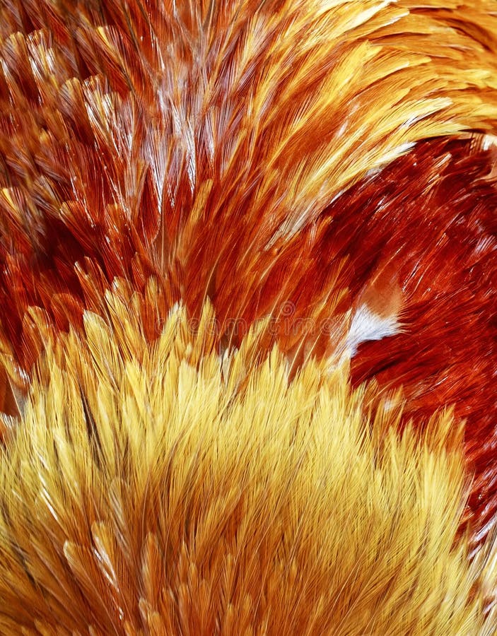 Red Rooster Bird in Closeup Stock Photo - Image of domestic, portrait ...