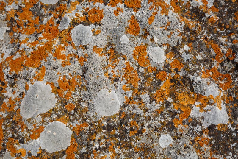 Background Textures. Stone Texture Close-up with Colorful Spots Stock ...