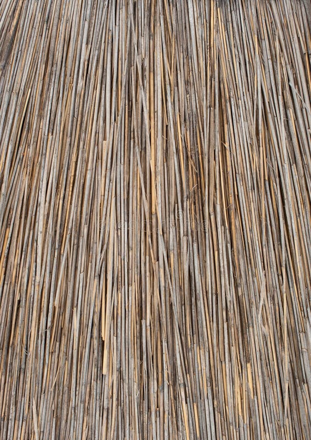 Background of Thatched Roof, Dry Grass or Hay. Texture of Dried Grass ...