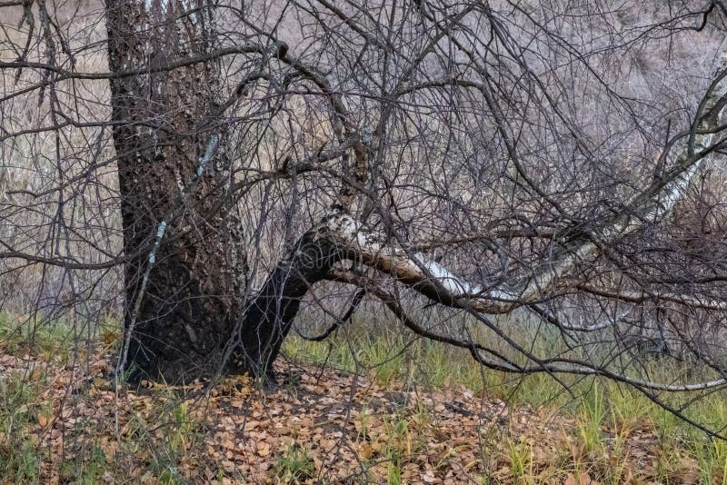Background of a Thick Birch Trunk and Thin Branches without Leaves ...