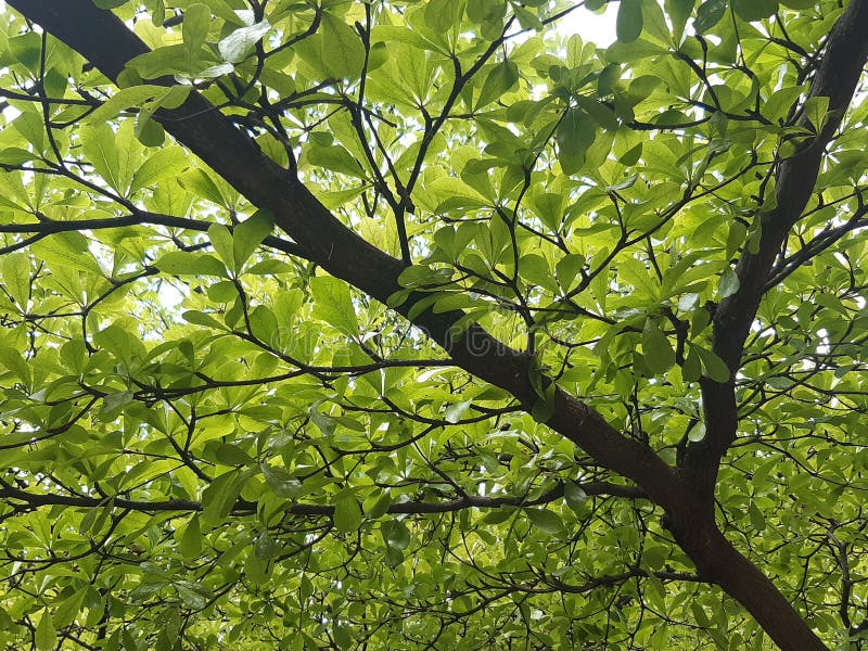 Background of Thick Green Tree Leaves. Leafy Tree Crown. Botany and ...