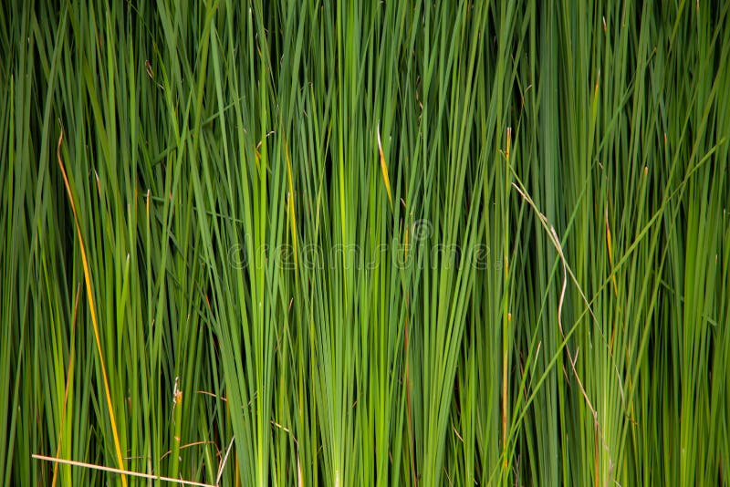 1,079 Fresh Cattail Stock Photos - Free & Royalty-Free Stock Photos ...