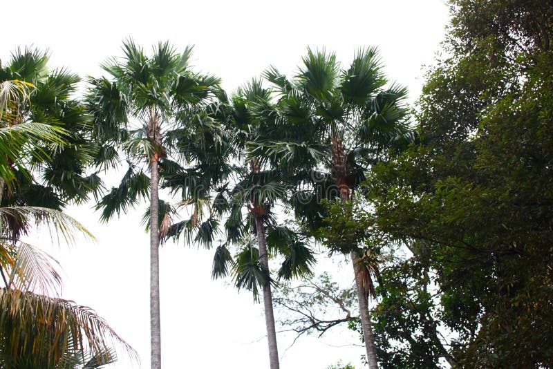 Three on tree palm tree stock photo. Image of photograf - 110042004
