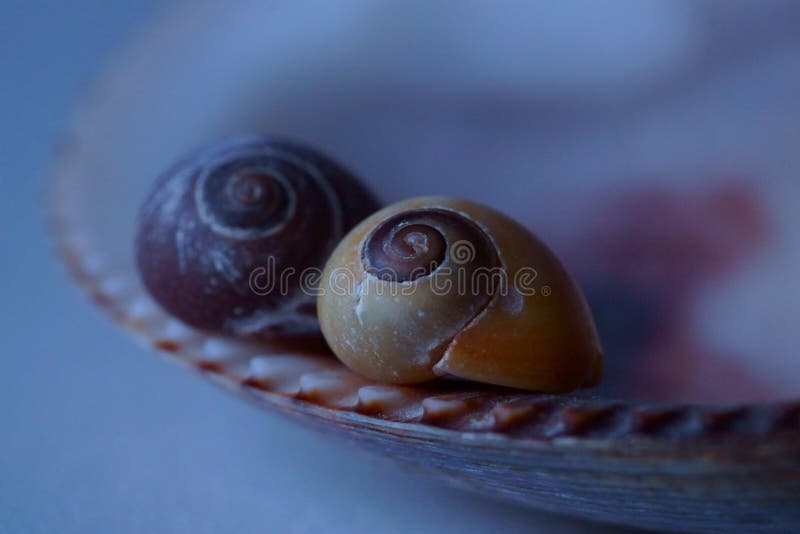 Background with Three Sea Shells, Two Snail and a Mollusk Shell Stock ...
