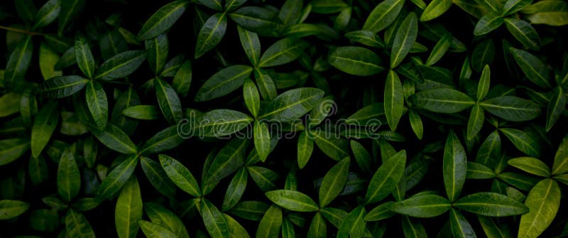 Background of Tiny Green Leaves Stock Image - Image of bright, vintage ...