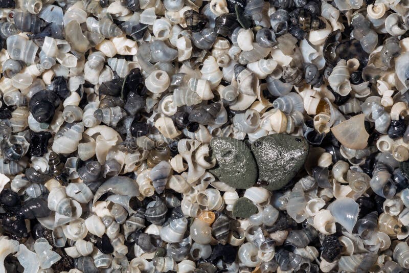 Background of Tiny Snail Shells Stock Photo - Image of snail, water ...