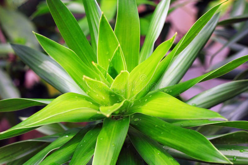 Background-tipped trees stock image. Image of tree, rain - 32009957