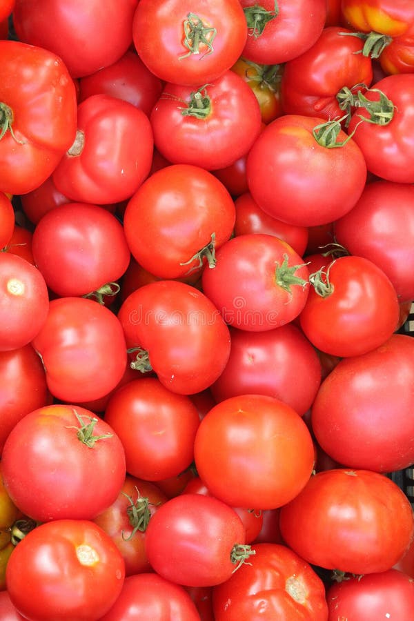 Background of tomatoes stock image. Image of harvesting - 11539579