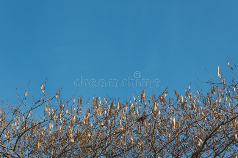 Background with Top of a Bare Tree Covered in Seed Pods Against a Blue ...