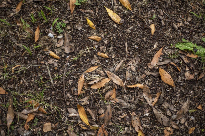 Background Top View Close Up of Garden Grass, Plants, and Dead Leaves ...