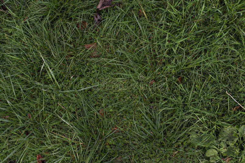 Background Top View Close Up of Long Uncut Garden Grass Stock Image ...