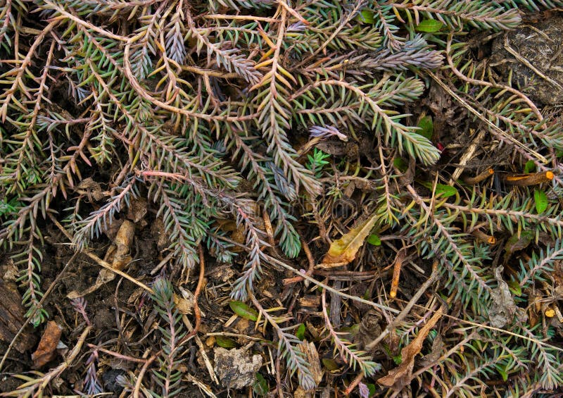 Background on the Topic of Nature Stock Photo - Image of mugger ...