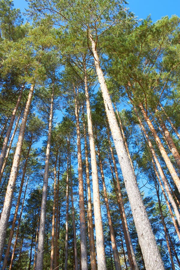Background from the Tops of the Pine Trees. the Texture of the Pine ...