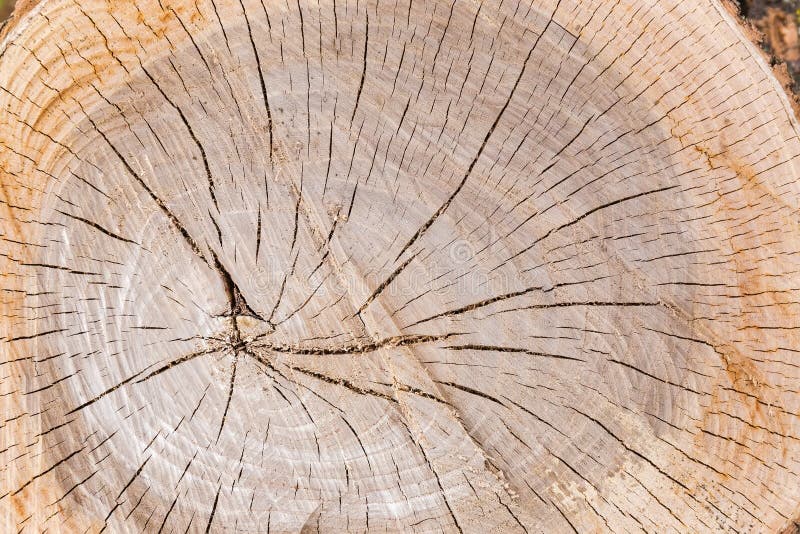 246 Transverse Section Tree Trunk Stock Photos - Free & Royalty-Free ...