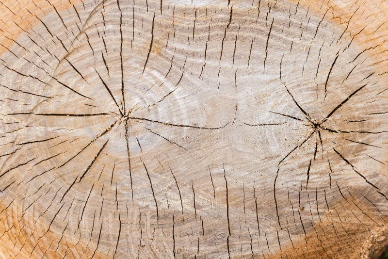 251 Transverse Section Tree Trunk Stock Photos - Free & Royalty-Free ...