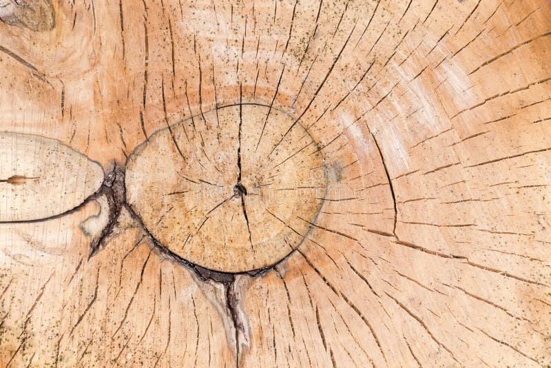 Background of the Transverse Cut of the Walnut Tree Trunk Stock Image ...