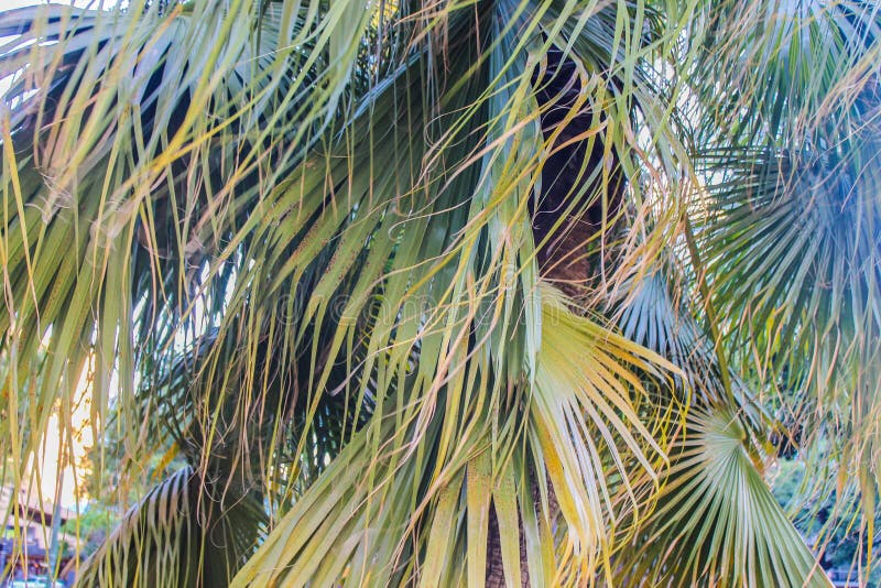 Background Tree Garden Outside Texture Forest Stock Photo - Image of ...