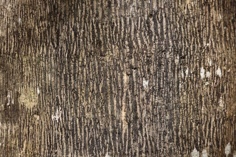 Background with Tree Bark. Close-up of Natural Wooden Texture with ...