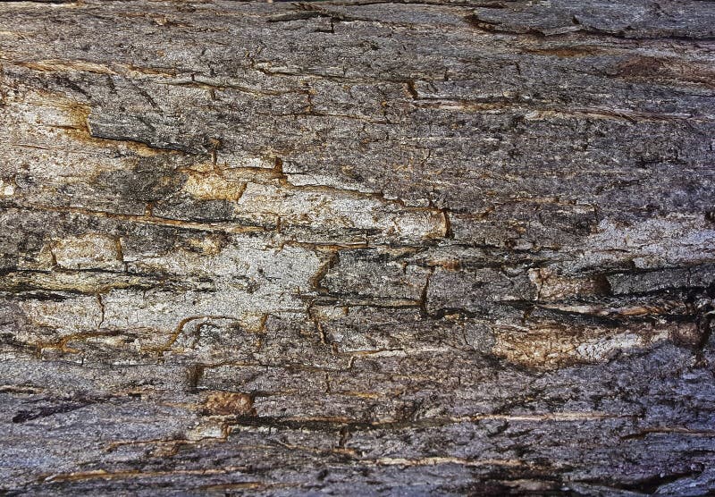 Background Tree Bark in a Pine Forest or Park Stock Photo - Image of ...
