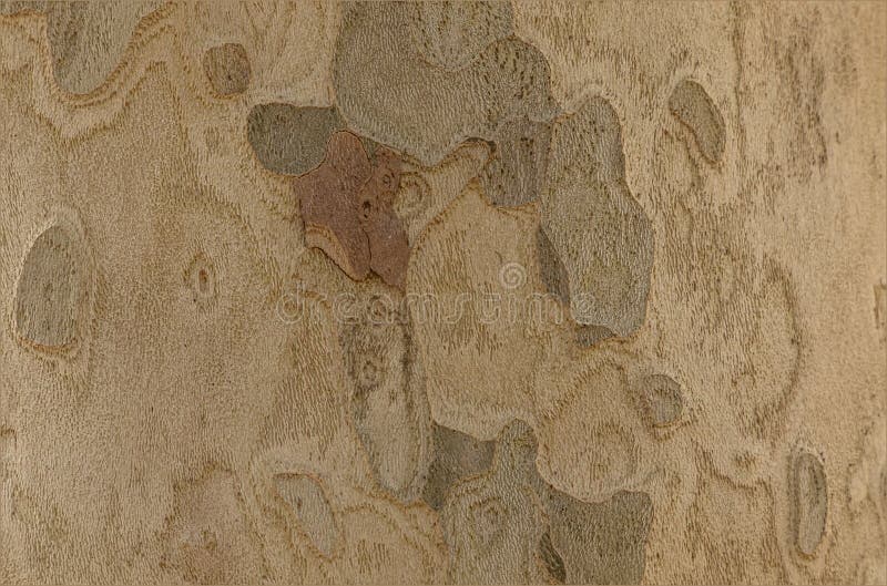 Background of Tree Bark Showing Scales Stock Image - Image of hardwood ...