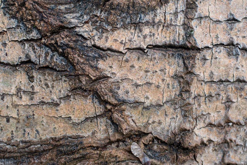 Background. Tree Bark Texture of Fagus Sylvatica or European Beech ...