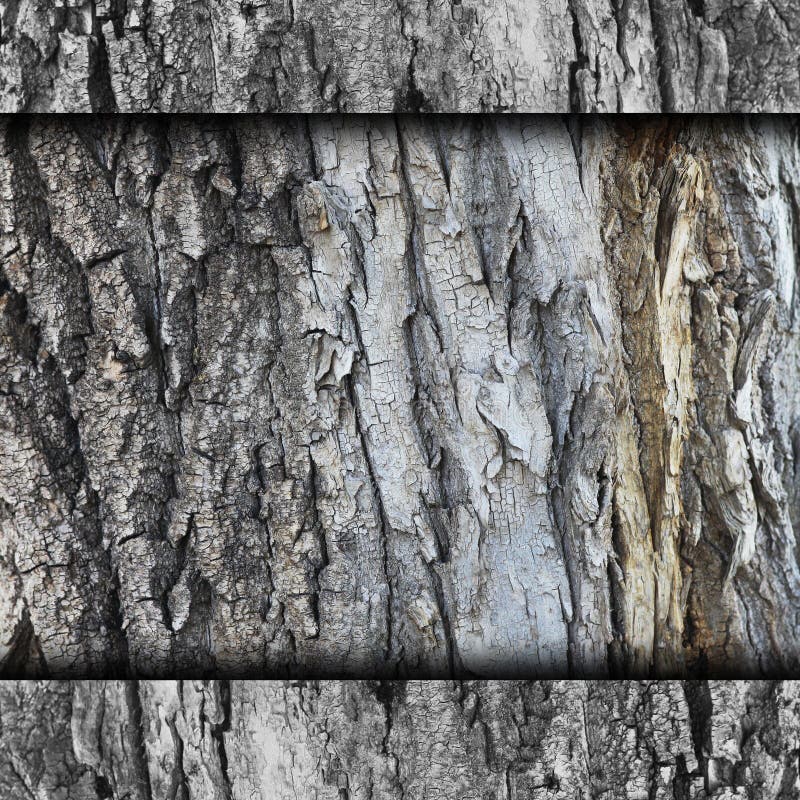 Background Tree, Bark Wall Abstract Stone Texture Stock Image - Image ...