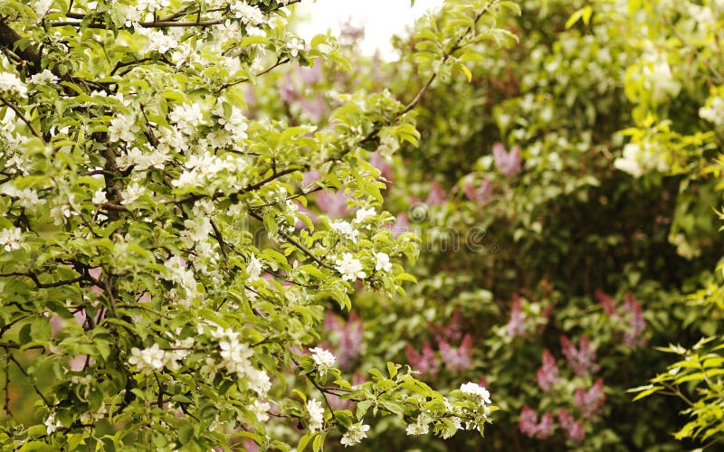 Background on the Tree Beautiful White Flowers Buds Stock Image - Image ...