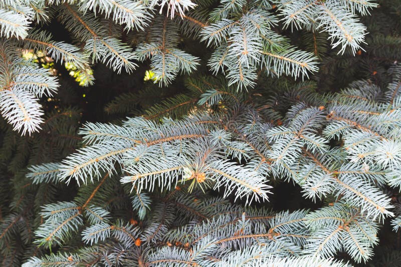 Background of Tree Branches. Coniferous Trees. Green Background Stock ...