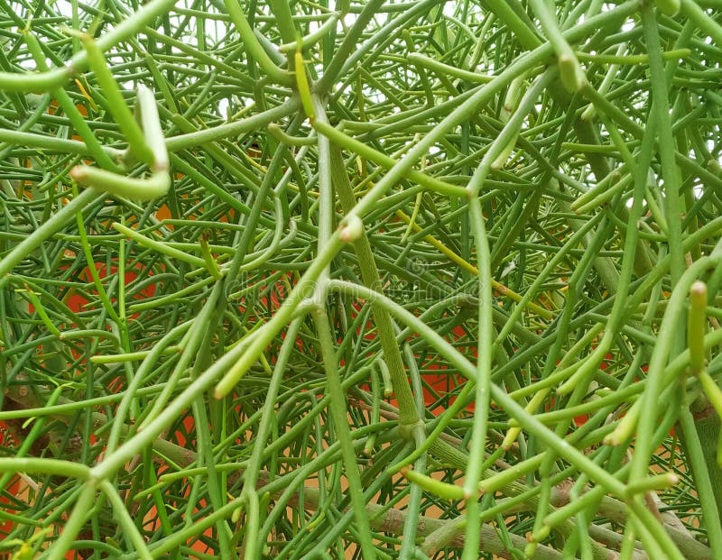 Background of Tree Branches in Front of the House Stock Photo - Image ...