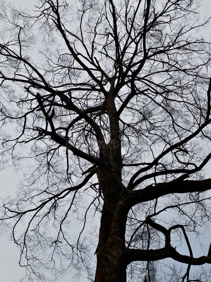 BACKGROUND TREE DEAD, TREE in the WINTER Stock Photo - Image of ...