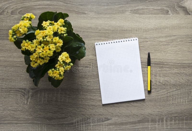 Background Tree Flower Kalandiva Yellow Notepad Writing Pen Book Stock ...
