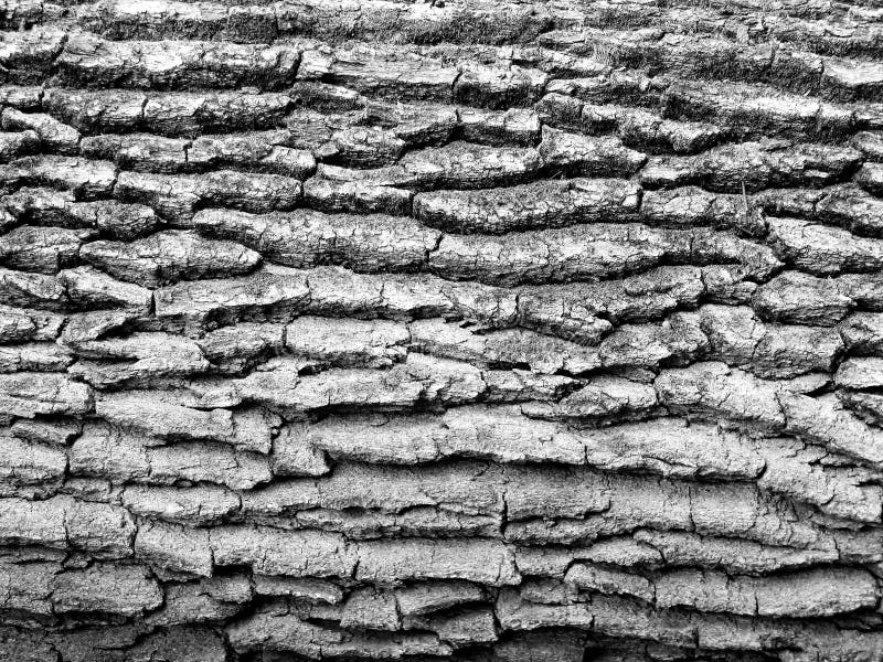 Background Tree Forest Cortex Bark Stock Photo - Image of cortex, tree ...
