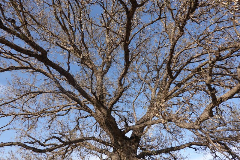 Background of a Tree and Its Stems Stock Photo - Image of blossom, leaf ...